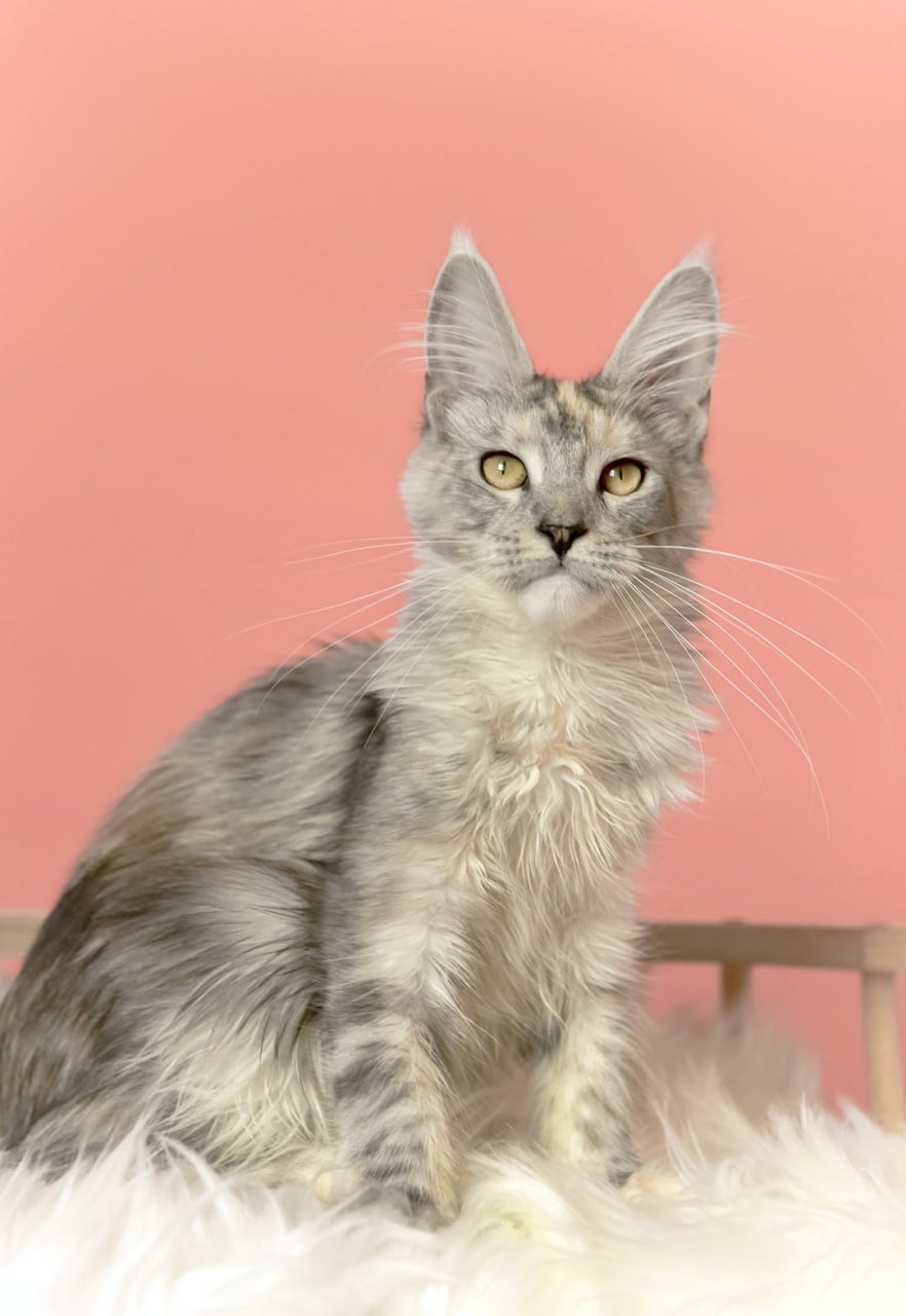 Maine Coon - Serenada | favcats
