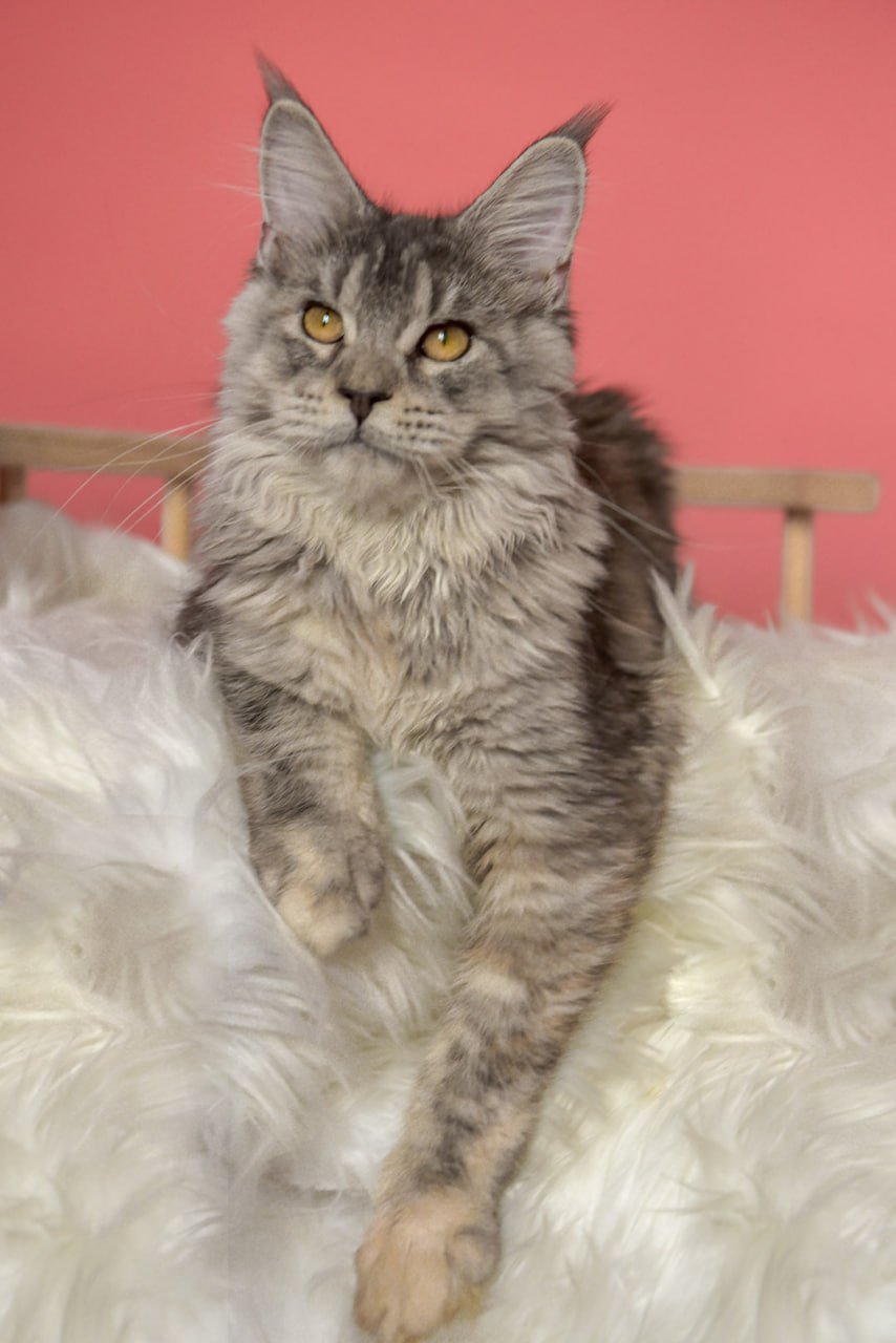 Maine Coon - Regina | favcats