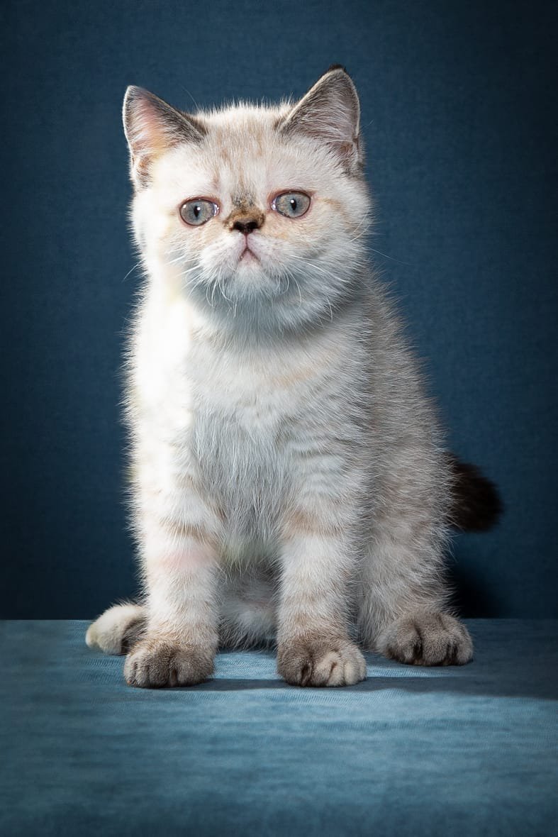 Exotic cat - Astrid | favcats