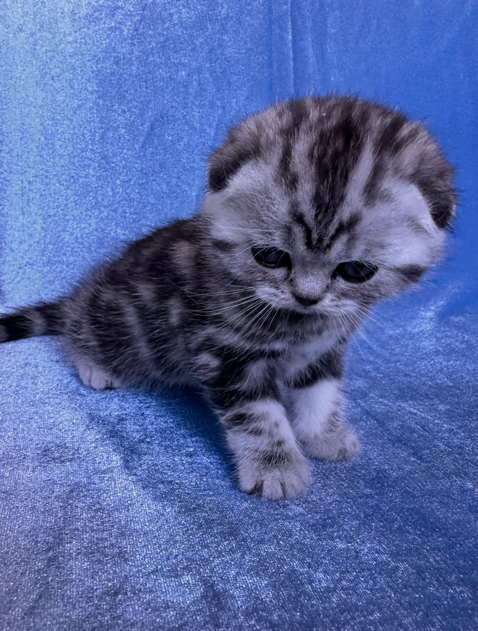 Exotic Cat - Yankee | favcats