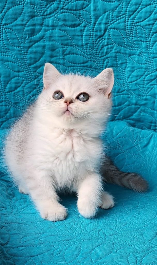 Oriental Cat - Bernardo R | favcats