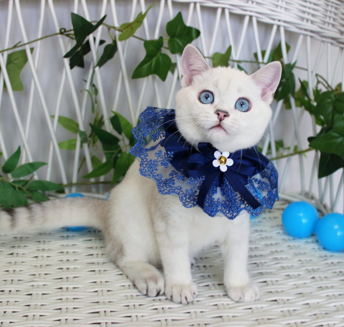 Scottish Cat - Bon-Bon | favcats