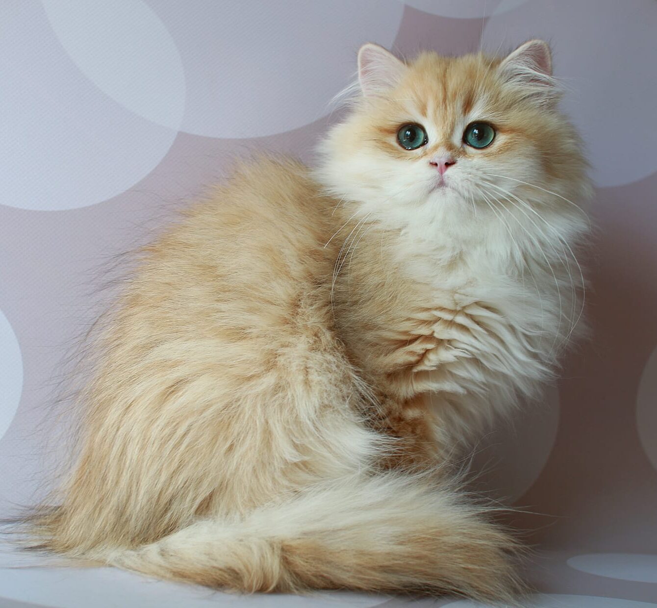 British Cat - Miller | favcats