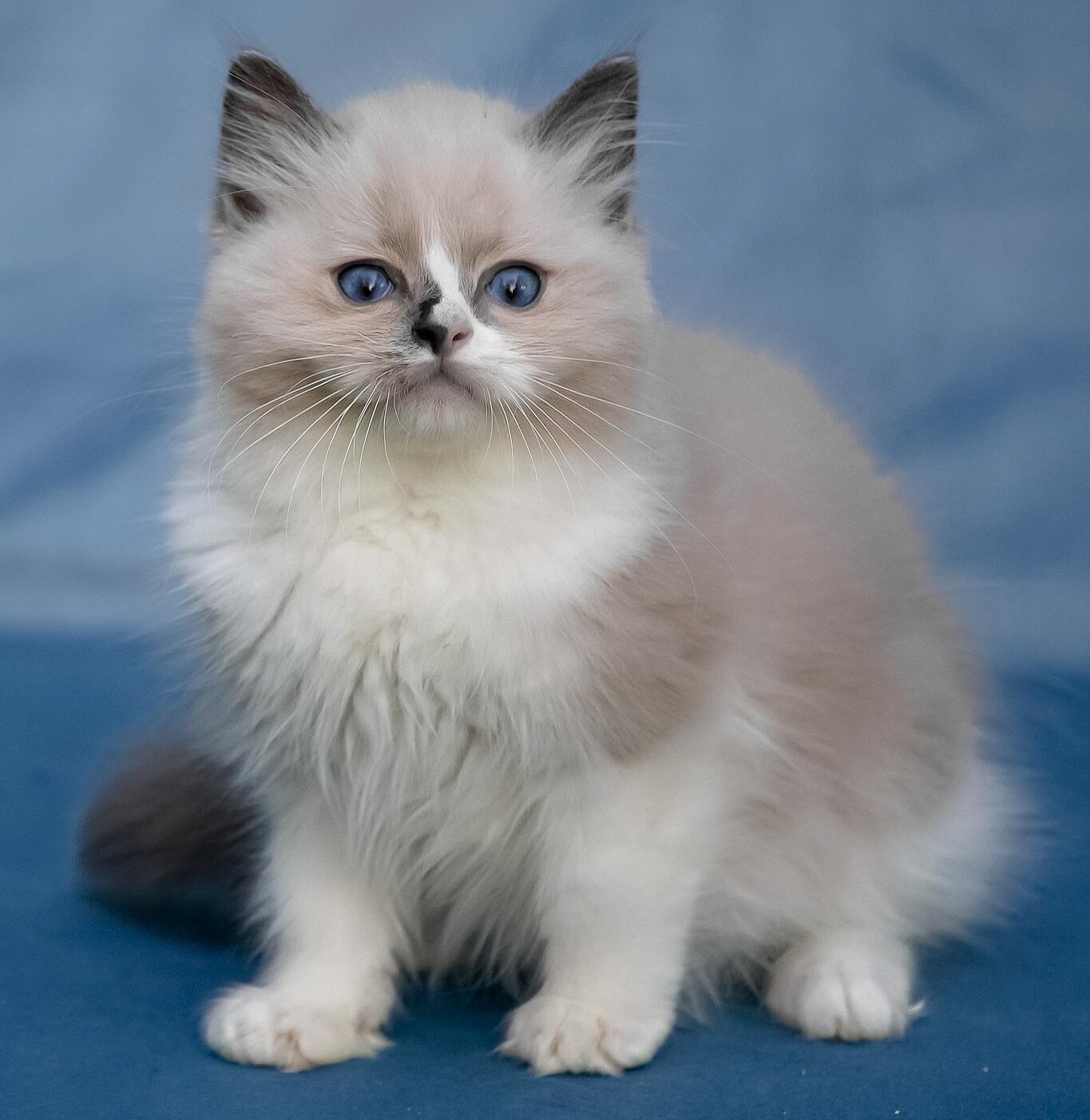 Ragdoll Cat - Niko | favcats