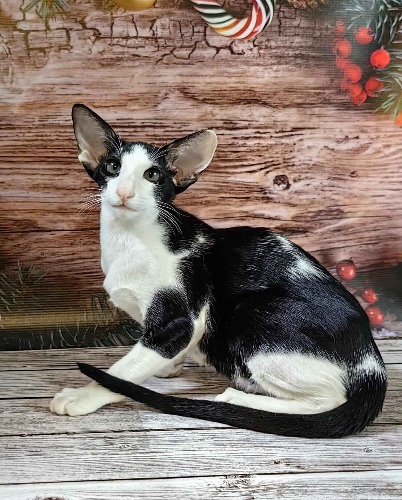 Oriental Cat - Dobby | favcats
