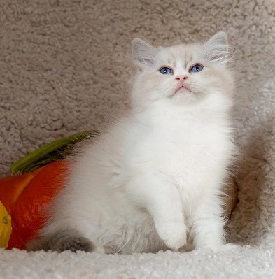 Ragdoll Cat - Issa | favcats