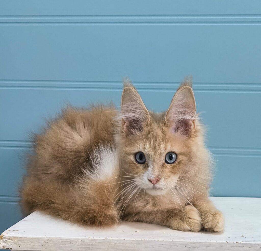 Maine Coon - Keith | favcats