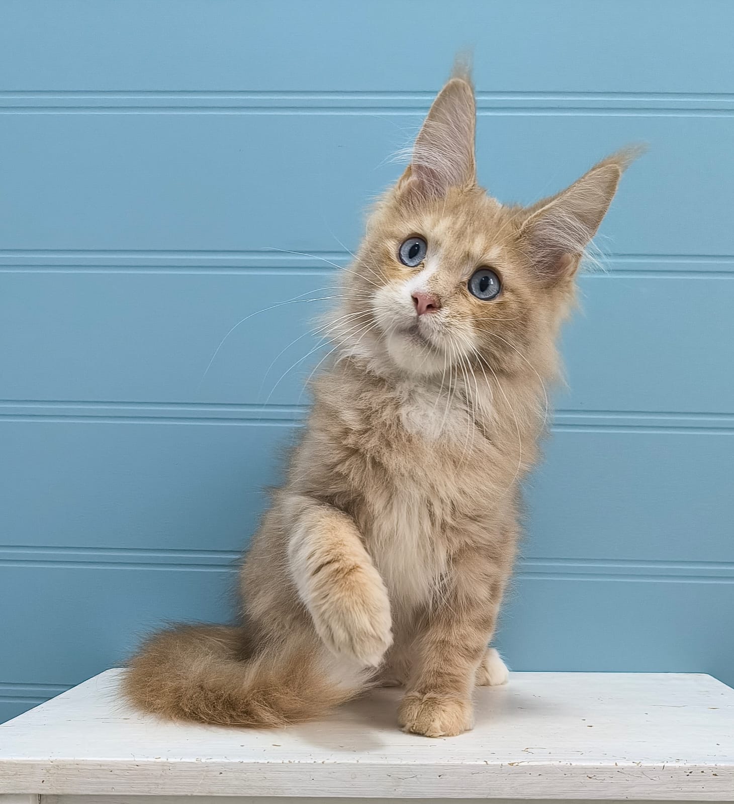 Maine Coon - Keith | favcats
