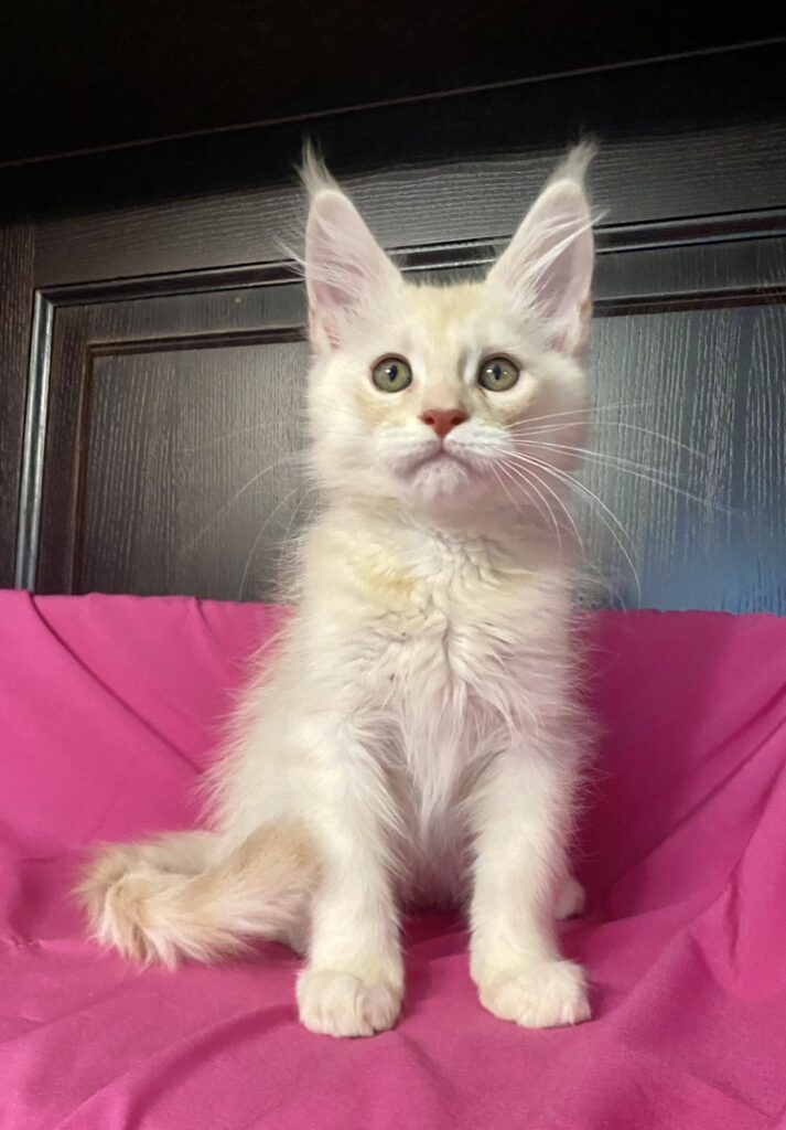 Maine Coon - Vig Vigo | favcats