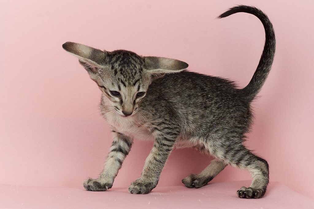 Oriental Cat - Martin Reserved for Brittany | favcats