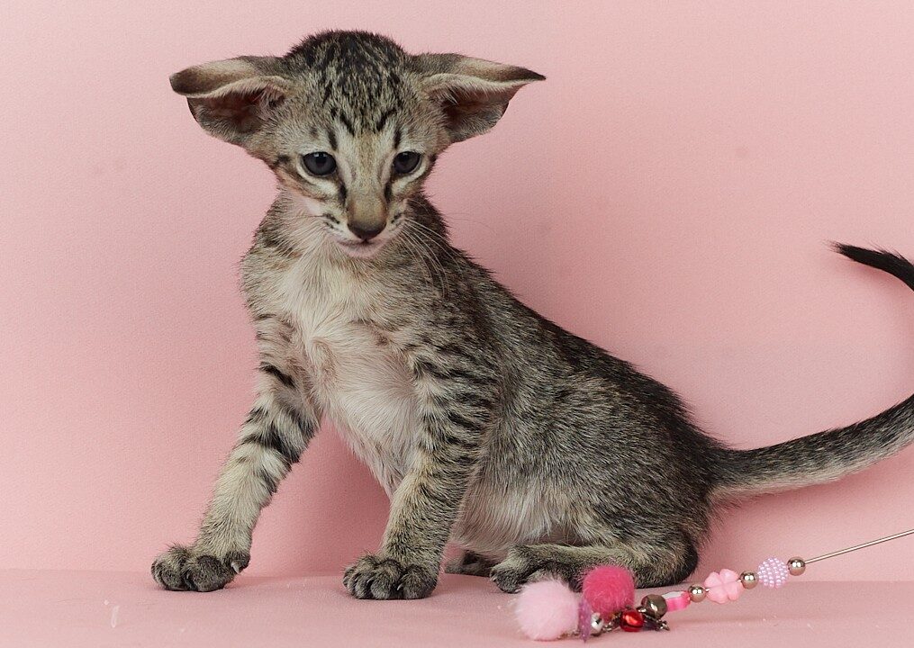Oriental Cat - Martin Reserved for Brittany | favcats