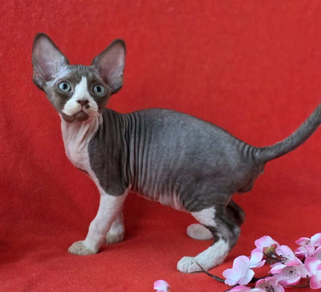 Devon Rex Cat - Zephyr U | favcats