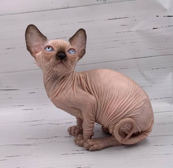 Sphynx Cat - Sirius R | favcats